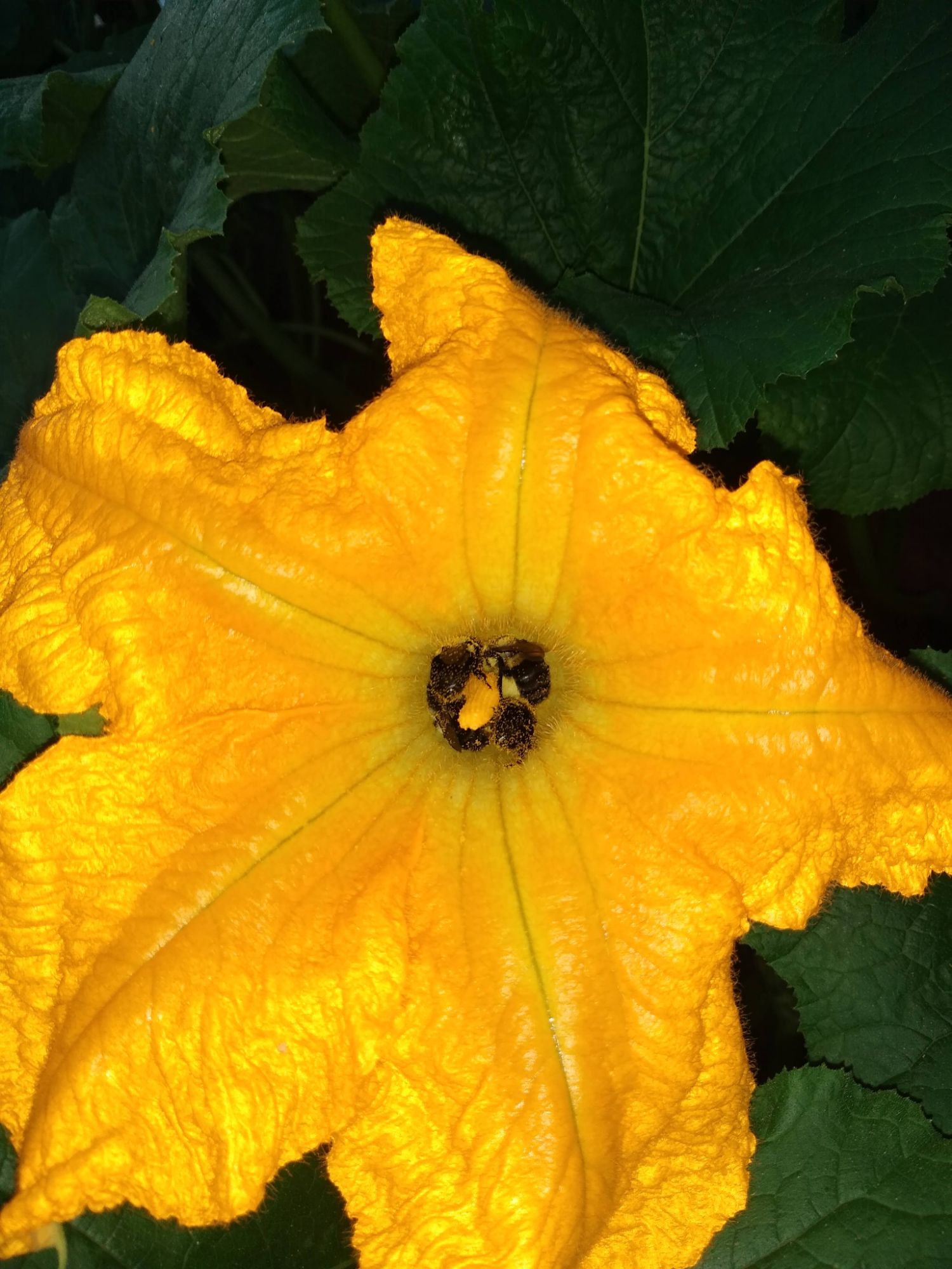 Bumblebee Butts – Heather Congrove