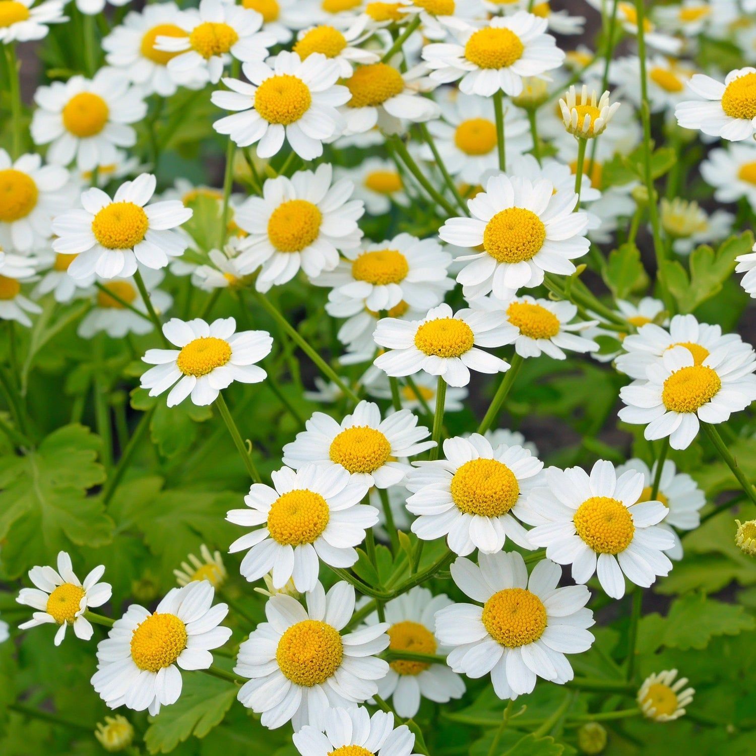 Feverfew: The Chronic Migraine Remedy – Heather Congrove